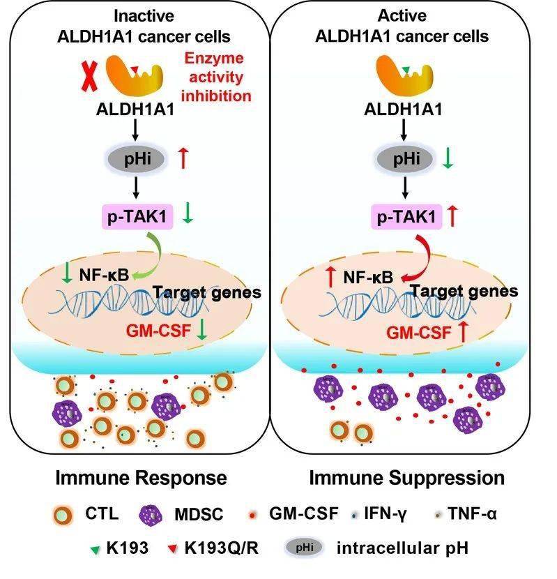 Cancer Res|柳素玲团队等报道肿瘤干细胞标志物ALDH1A1通过重塑免疫微环境促进乳腺癌的新机制_研究_免疫_柳素玲