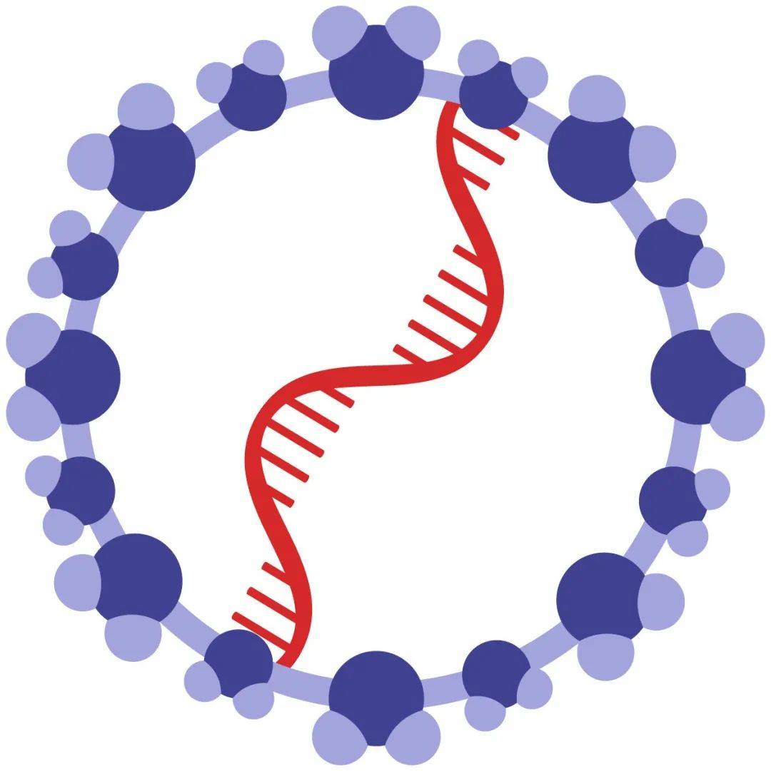 进入新领域，mRNA疫苗巨头挑战常见潜伏性病毒_Moderna_BioNTech_水痘