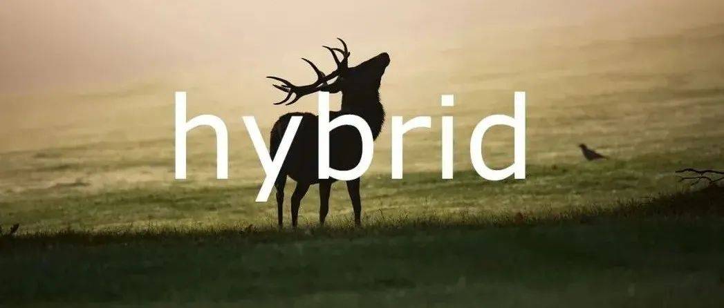 每日单词：hybrid_an_ha_the