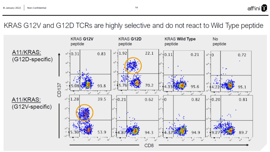 JPM | 剑指KRAS和p53突变驱动癌症，TCR细胞疗法新锐亮相_Affini-T_康德_受体