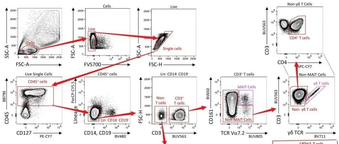 25色方案分析人肠粘膜的ILC、NK细胞、MAIT、γδT细胞及其功能_组织_ieILC_标记