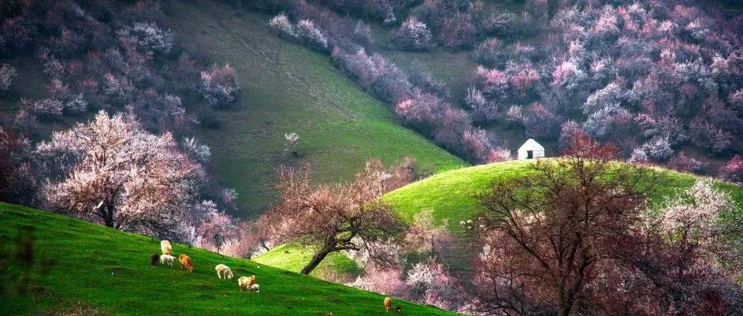 新疆伊犁杏花沟，中国最美的野杏花！_吐尔根_山坡_阳光