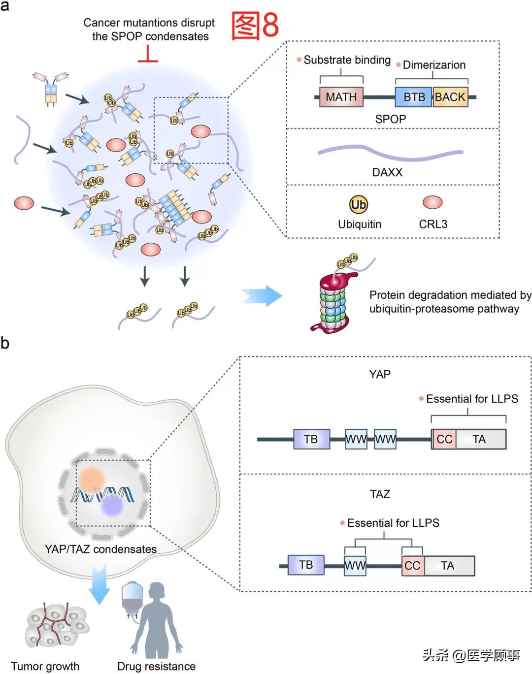 液相分离在人类生理状态和疾病状态下的功能作用：高分重磅综述_细胞器_研究_蛋白质