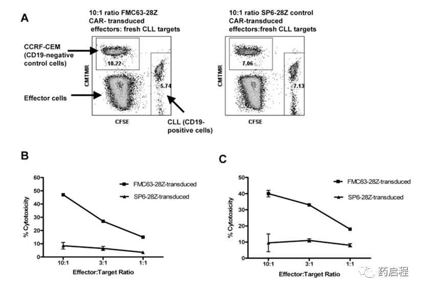 抗CD19嵌合抗原受体的构建和临床前评价_细胞_scFv_克隆