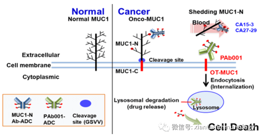 肿瘤细胞“修改”MUC1糖基化，介导免疫逃逸_GalNAc_Core_相关