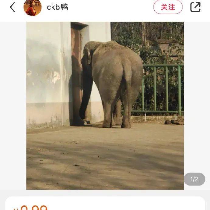 谁能拒绝一只会自己走到你家的大象呢大象