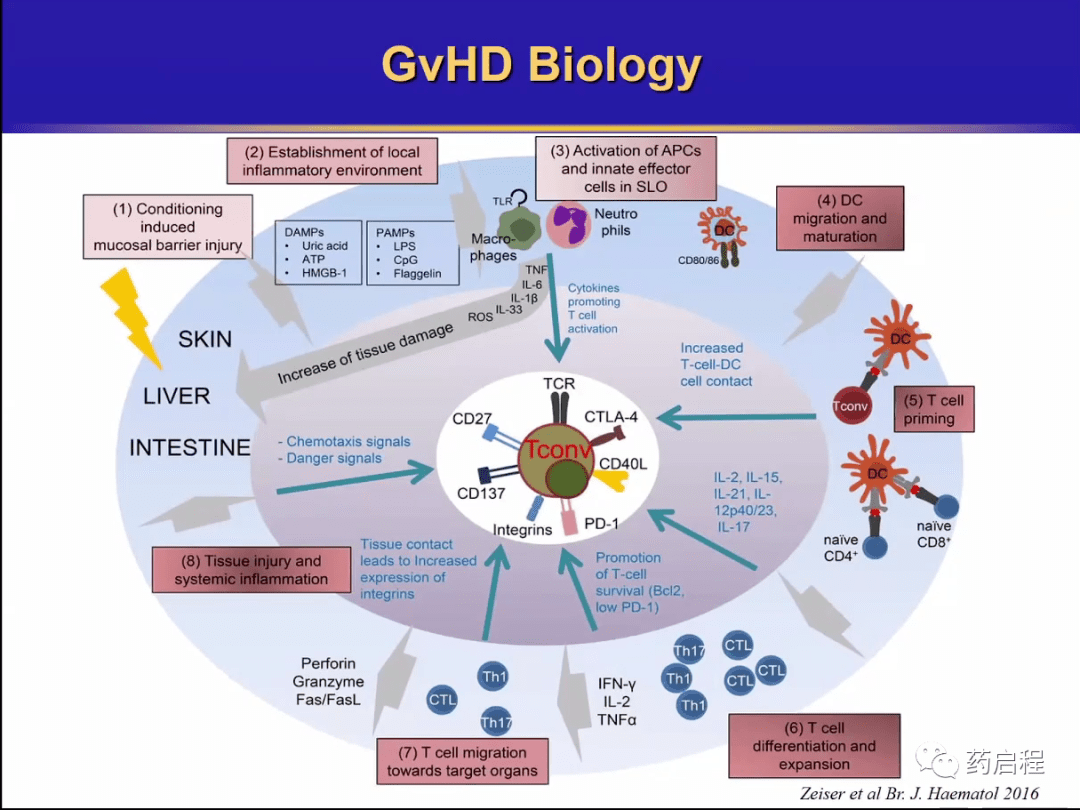 通用CAR-T避免GVHD的方法_细胞_异体_肿瘤
