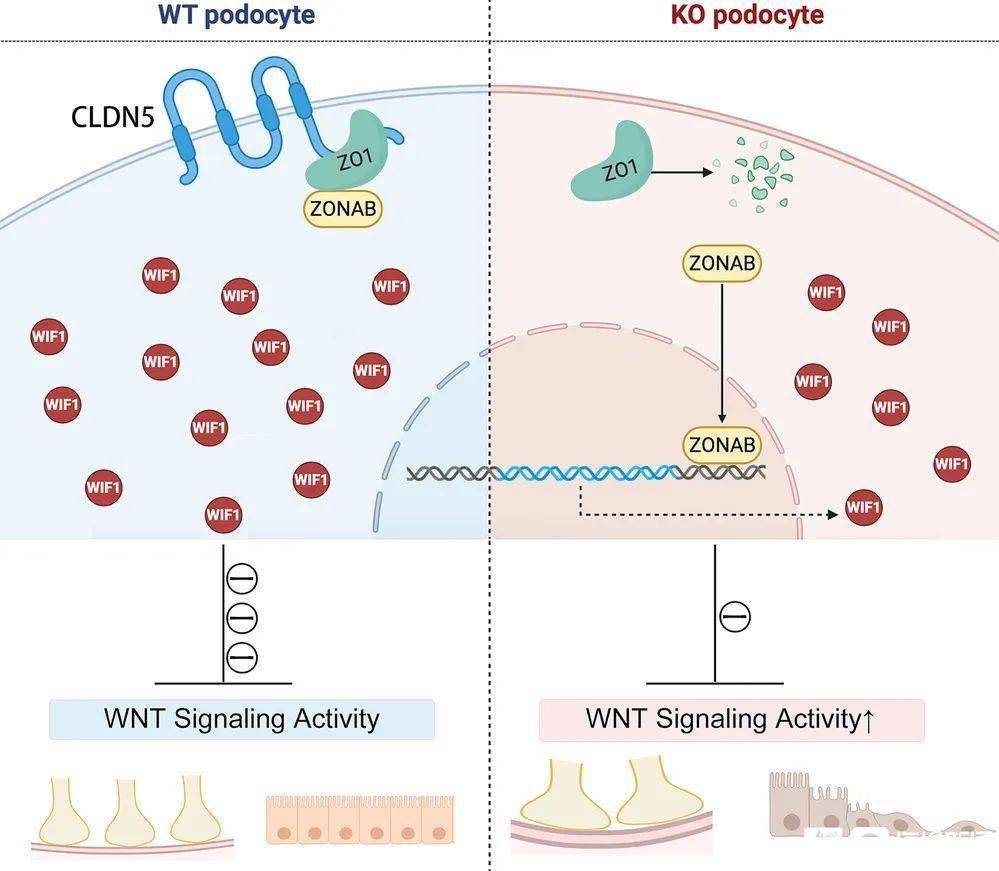 滨州医学院研究团队在国际上首次发现紧密连接跨膜蛋白CLDN5新功能_细胞_疾病_蛋白尿