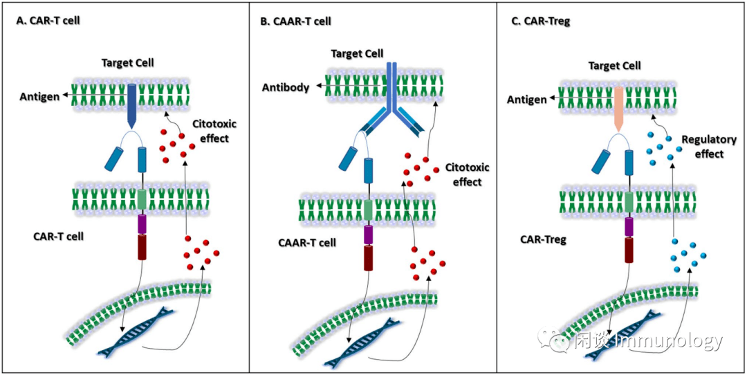 细胞治疗：自身免疫性疾病（3个主要策略）_抗体_临床_CAR-Treg