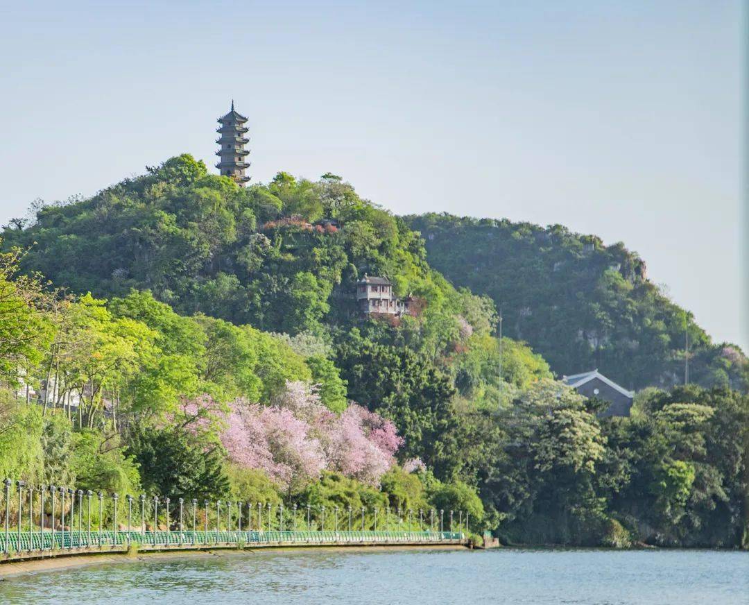 多图！必藏！柳州9大综合性最强赏花地！速GET！_陶绍飞_紫荆花_广电