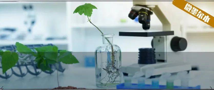 重磅! 澳洲这种本土植物竟能做新冠疫苗! 最新结果: 重症有效性78.8%_烟草_病毒学_来源