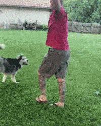 急！养到笨蛋小狗了怎么办？_问题_傻狗_智商