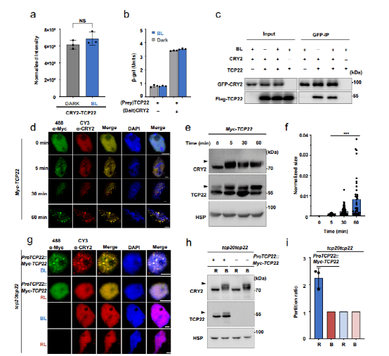 吉林大学左泽乘团队《Nature Communication》:揭示蓝光受体CRY2通过光小体调控植物生物钟的分子机制_研究_forms_调控