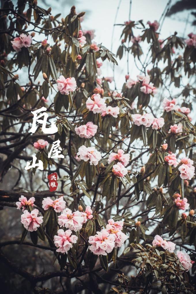 5月瓦屋山，漫山遍野杜鹃花海盛开，是朋友圈最耀眼的那抹粉色_杜鹃花_漫山遍野_粉色