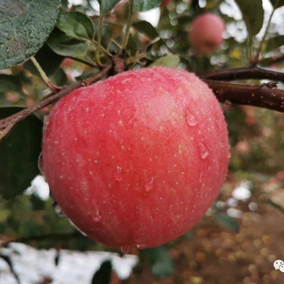 新华-中国（运城）苹果价格指数报1194.50点_货源_整体_果树