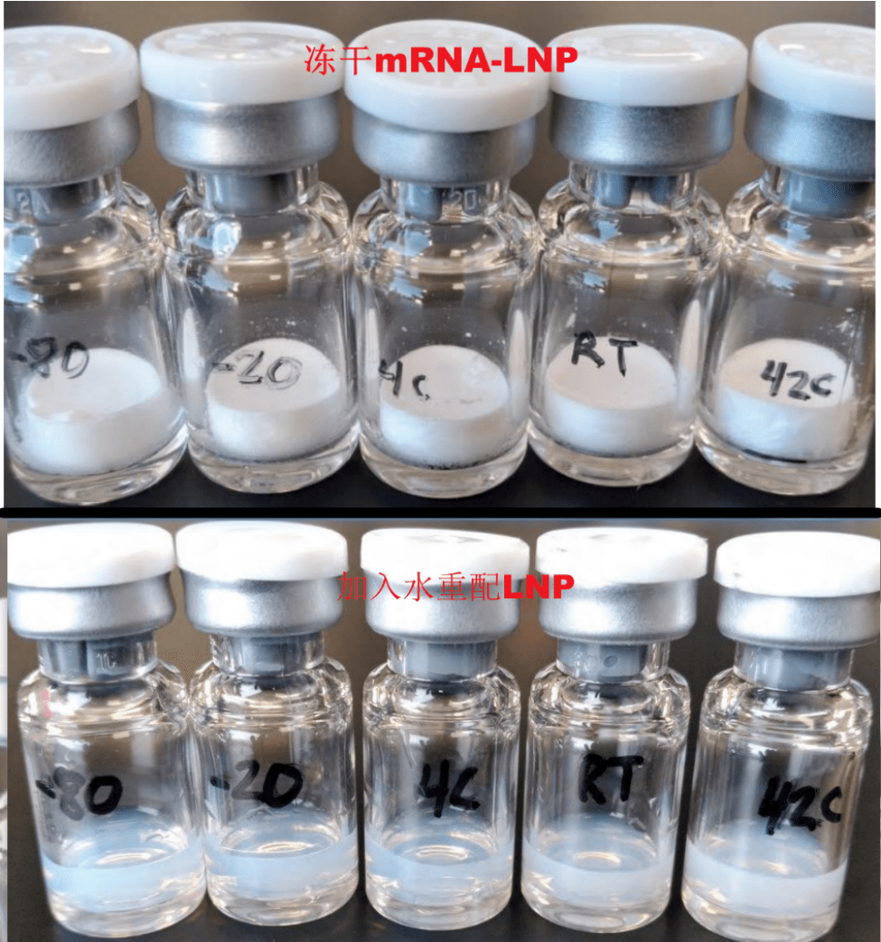 宾州大学/BioNTech全面测试冻干型mRNA-LNP稳定性_剂型_疫苗_温度