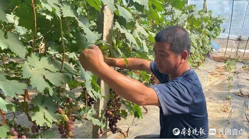 葡萄西瓜香满园，泰安角峪镇农户丰收笑开颜_丁兆甲_大棚_销售