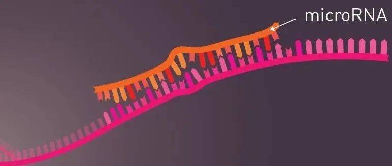 microRNA只存在于水刊？不存在的，一招教你逆袭，发表Nature子刊_研究_基因组_进行