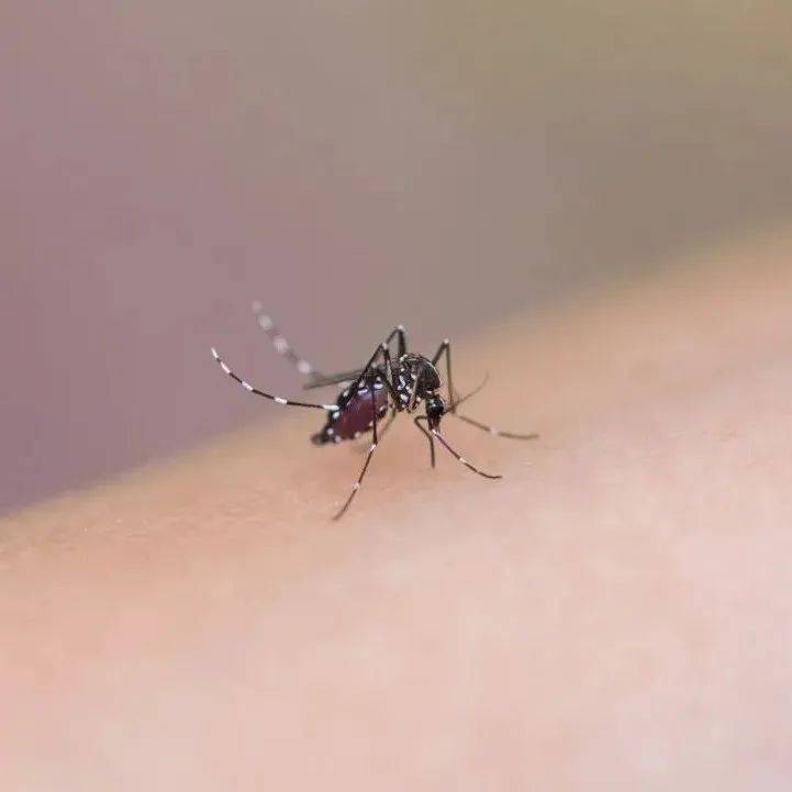 警惕登革热！防蚊大招不看不行_蚊子_伊蚊_蚊虫