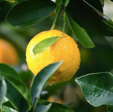 Limoneira announces two-year Arizona fallowing program_Company_Packers_the