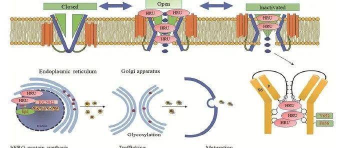 【论文推荐】靶向hERG通道评价羟基吴茱萸次碱的心脏安全性_蛋白_影响_ether-