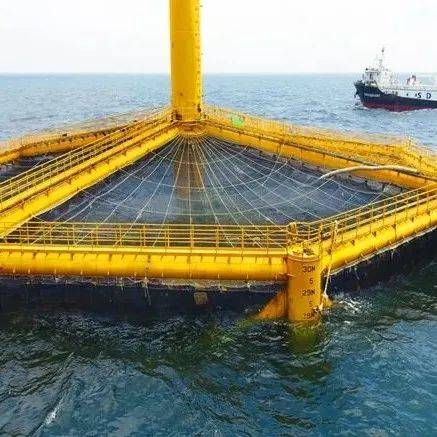 英语新闻｜ First salmon harvested from deep-sea fish farm_China's_For_zone