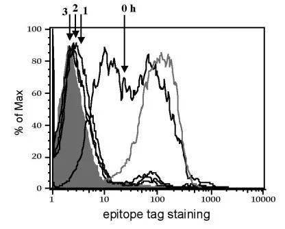 如何去除分选后细胞表面的抗体？_Knabel_方法_Method