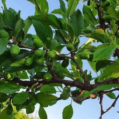 Chile's prune harvest culminates in good volumes_the_This_year