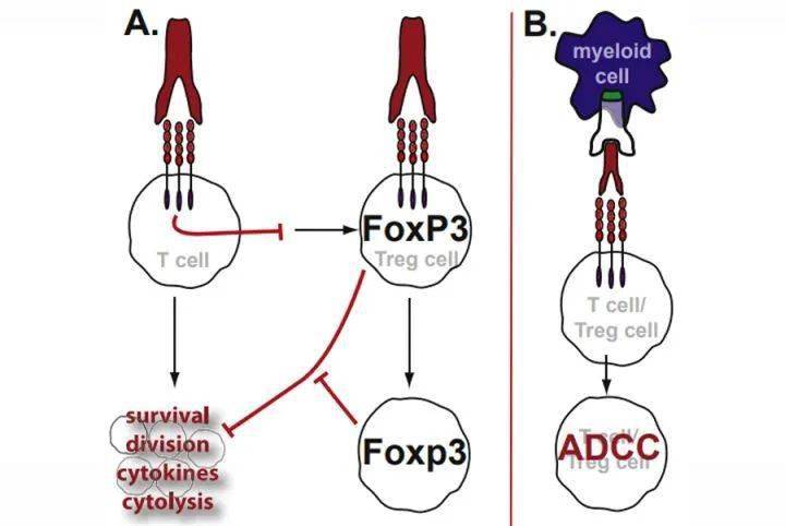 明星靶点CD27＆OX40及配体最新研究进展综述！_细胞_受体_kDa