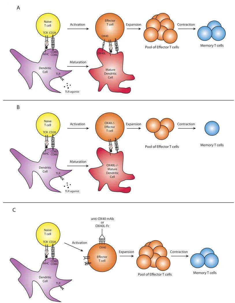 明星靶点CD27＆OX40及配体最新研究进展综述！_细胞_受体_kDa