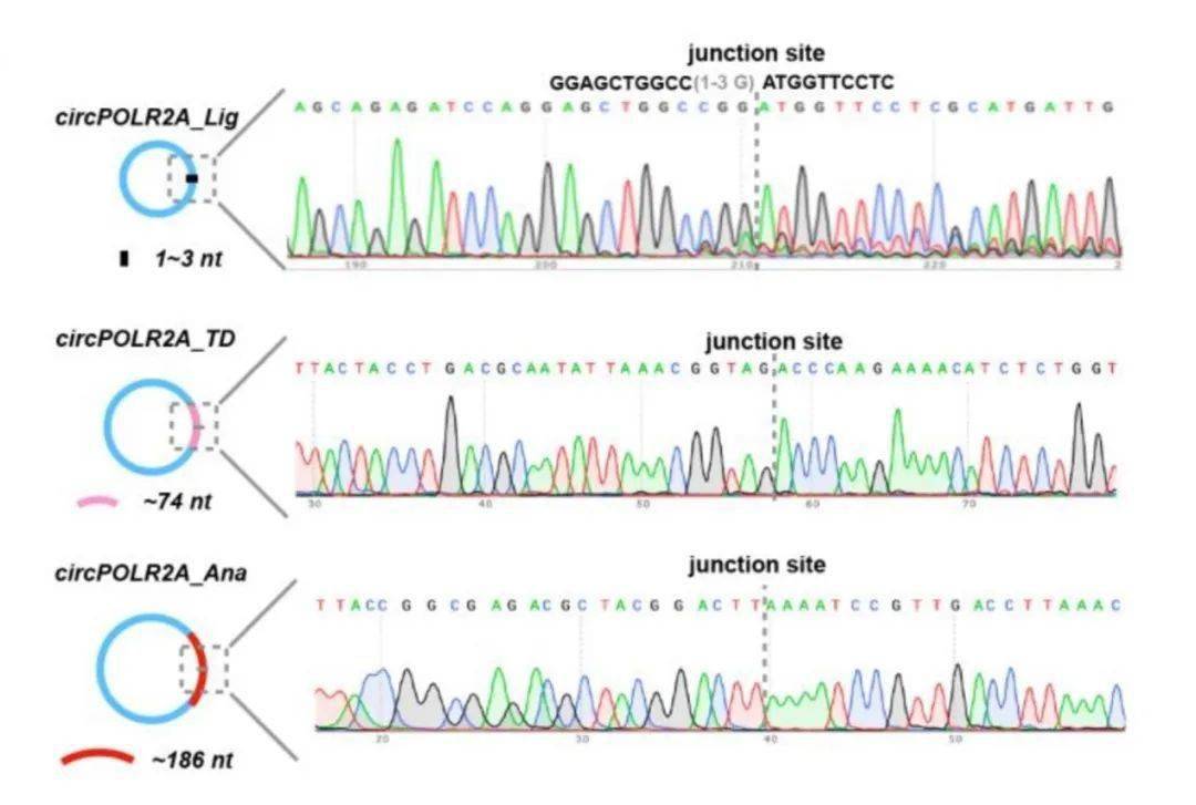 Clean-PIE超越ORNA：科锐迈德公开环状RNA成环框架底层技术 | 会员动态_circRNA_序列_研究