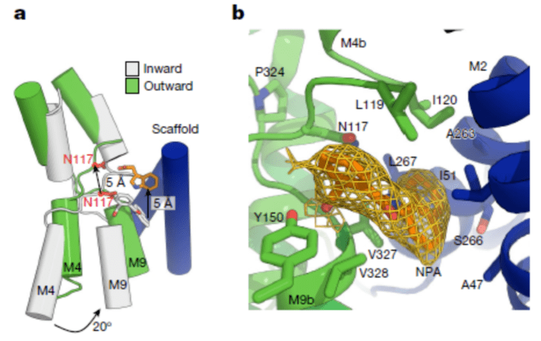 Nature ｜生长素转运蛋白PIN的结构解析及其转运机制_Figure_研究_植物