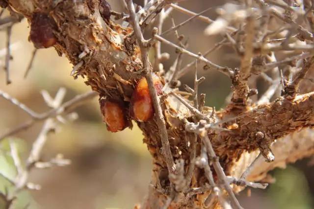 物种日历 | Commiphora myrrha 密耳拉没药橄榄_栽培_文字_雅歌