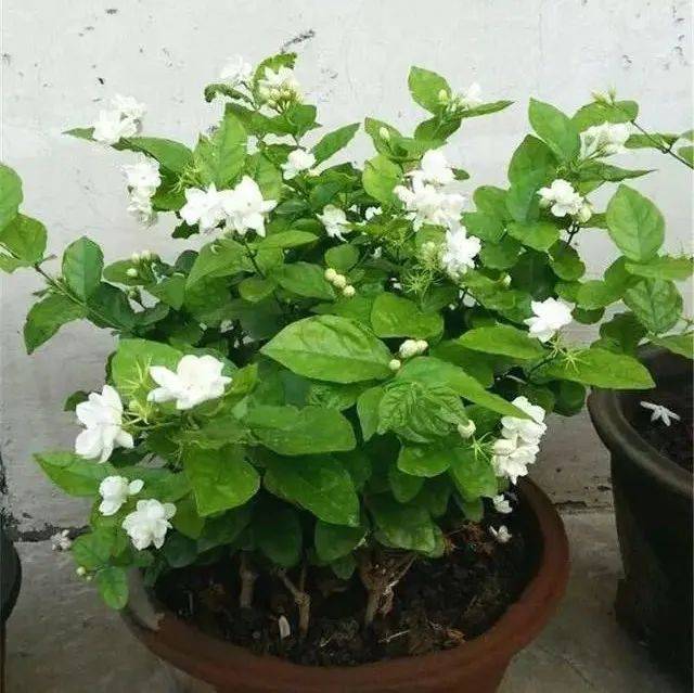 夏天养茉莉就看3方面，驱蚊增香好处多，开花更是纯洁优雅_修剪_植株_光照