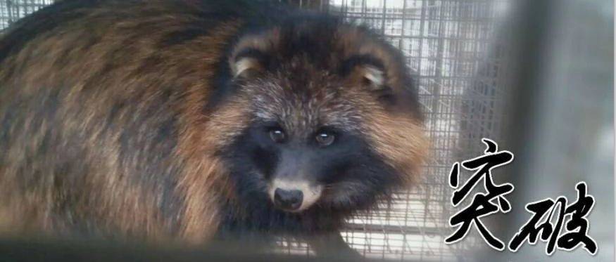 一个养貉人老婆写的情书！纯纯的爱，火遍养貉人_老公_孩子_村子