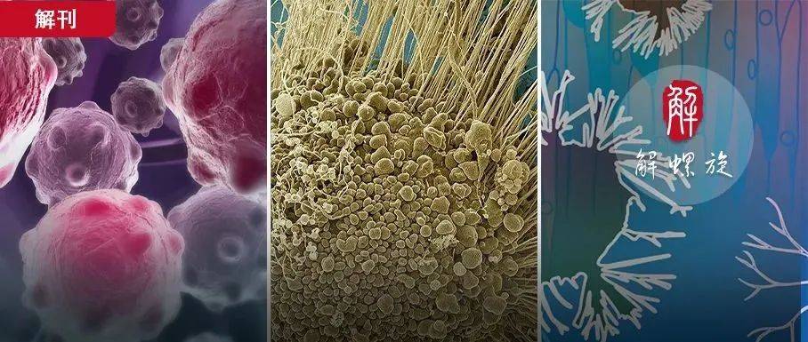 Nature旗下把Cell往Death里搞的CDD们到底有啥区别？为啥会有人说“它”水？_文章_期刊_生物学