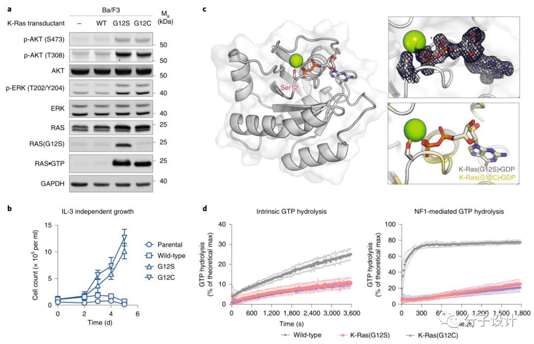 靶向KRAS-G12S的抑制剂设计与发现_蛋白_结果显示_结构