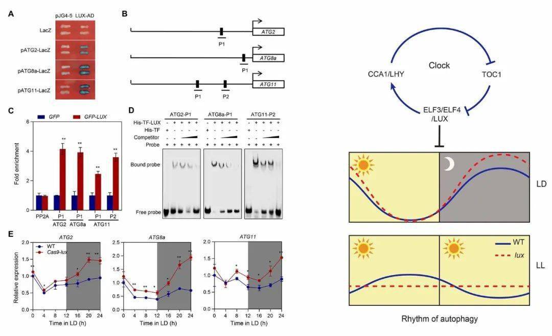 华南农业大学黄巍教授团队发现生物钟调控植物细胞自噬节律的新机制_研究_条件下_基因