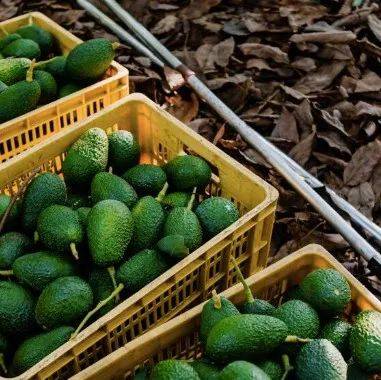 U.S. avocado import value skyrocketed to new record in H1_year_The_Hass