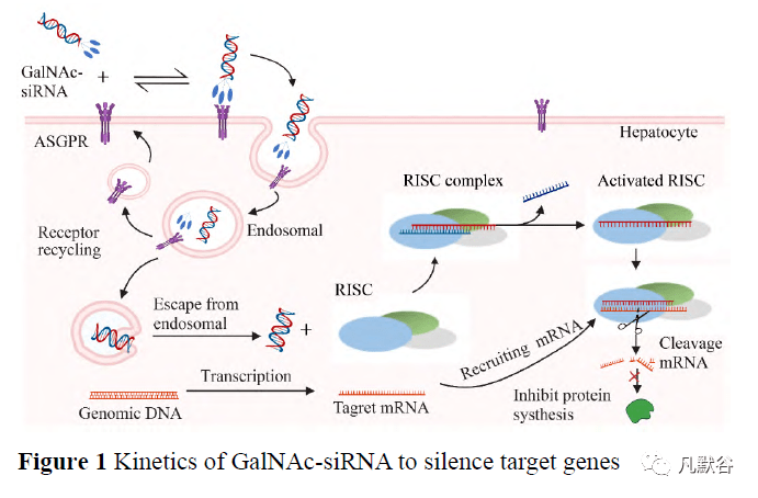 小干扰 RNA（siRNA）药物药代动力学特征及生理药代动力学建模现状_模型_基因_开发