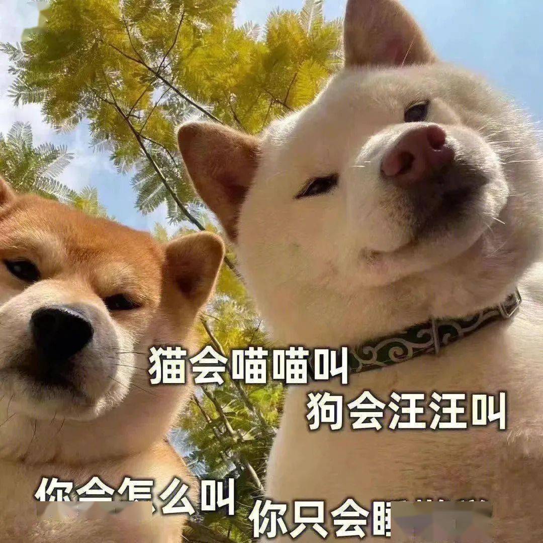 斗图实用表情包 I 你放肆 不许这么跟爹说话熊猫头木头因为