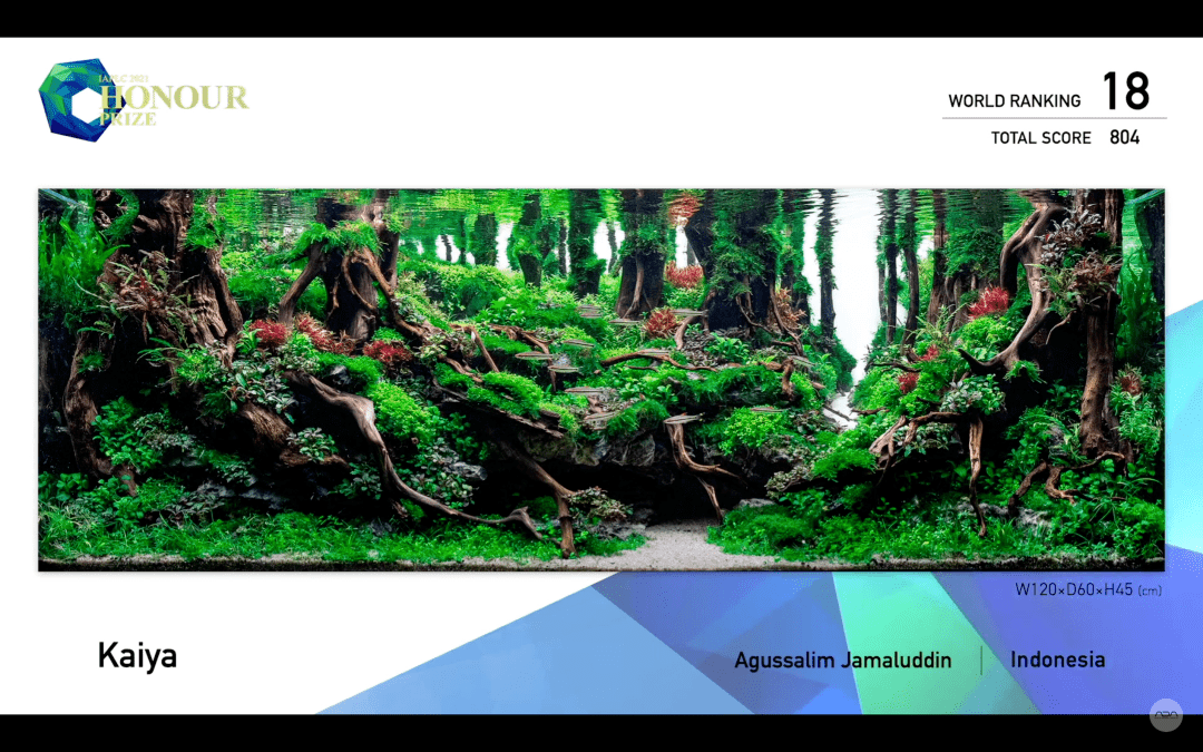 回顾：2021年IAPLC前27名作品一览～_水族_历史_文章