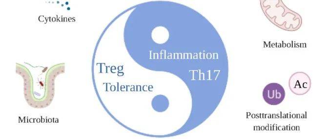 调节Treg的转录因子：FoxP3/RelA/c-Re/..._体细胞_免疫_Runx