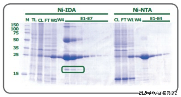 NTA vs. IDA：NTA和IDA的区别和选择– Cube Biotech_纯化_蛋白_螯合配体