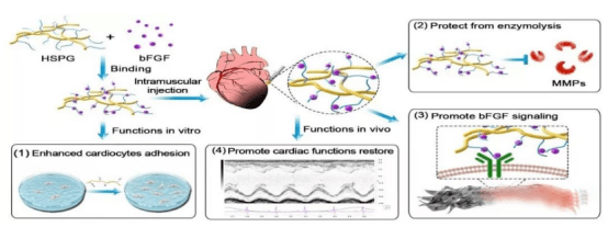 干细胞培养关键因子——bFGF_研究_碱性_功能