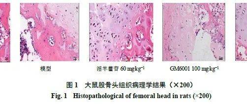 淫羊藿苷联合GM6001治疗酒精性股骨头坏死大鼠的作用机制及对OPG/ RANK/RANKL通路的影响_进行_研究_病理性