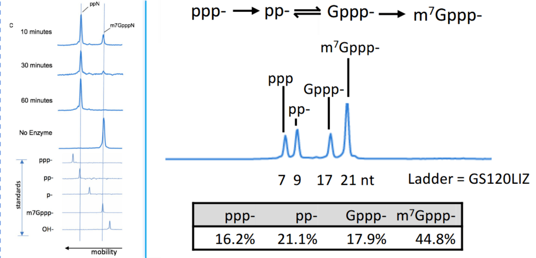 mRNA加帽率测定方法研究进展_反应_RppH_酶法