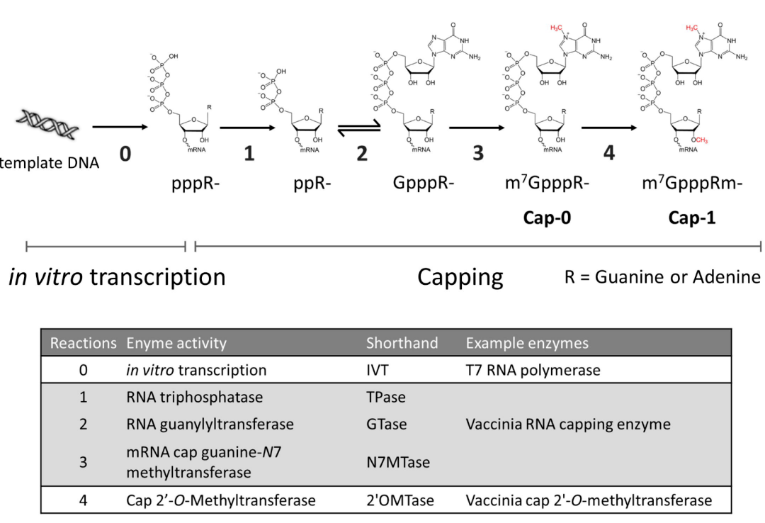 mRNA加帽率测定方法研究进展_反应_RppH_酶法