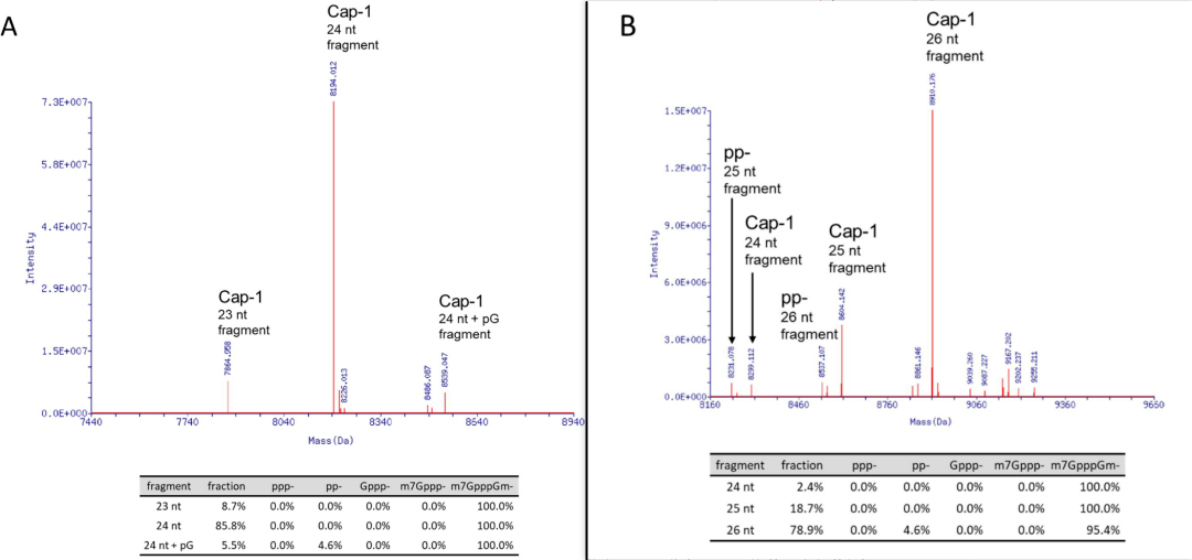 mRNA加帽率测定方法研究进展_反应_RppH_酶法