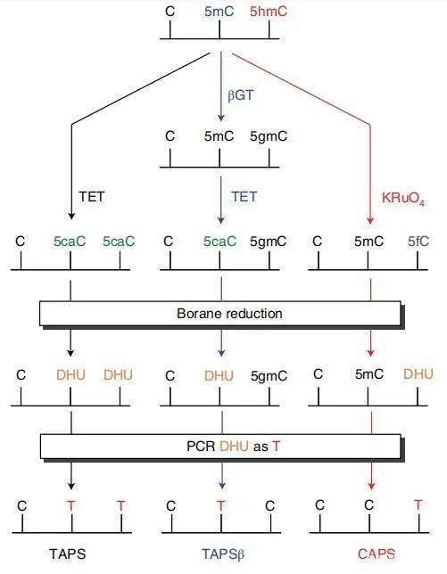 关于甲基化和羟甲基化测序的技术介绍_hmC_oxBS-seq_氧化